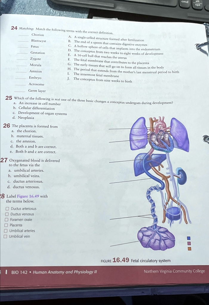 Spermatogenesis Meaning