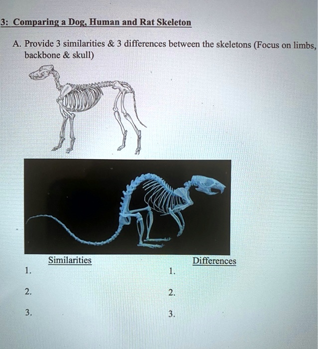 SOLVED: 3: Comparing a Dg; Human and Rat Skeleton A. Provide 3 ...
