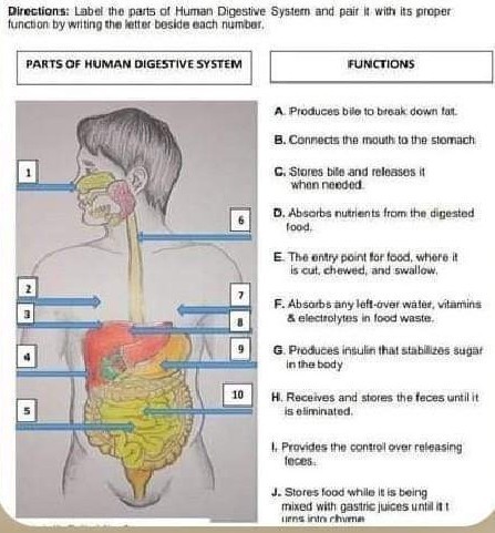 Directions: Label the parts of Human Digestive System and pair it with ...