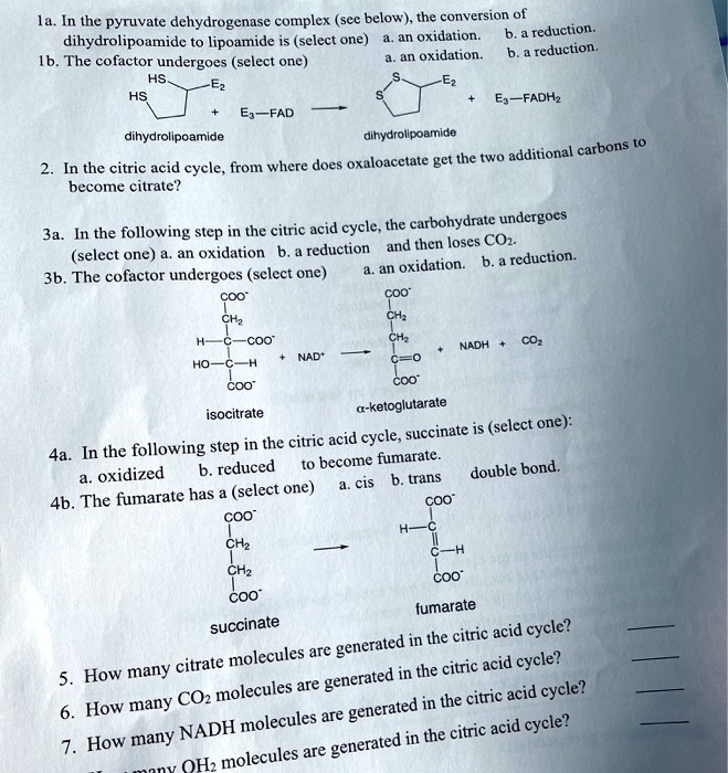 la in the pyruvate dehydrogenase complex see below the conversion of ...