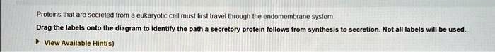 SOLVED: Text: Proteins that are secreted from a eukaryotic cell must ...