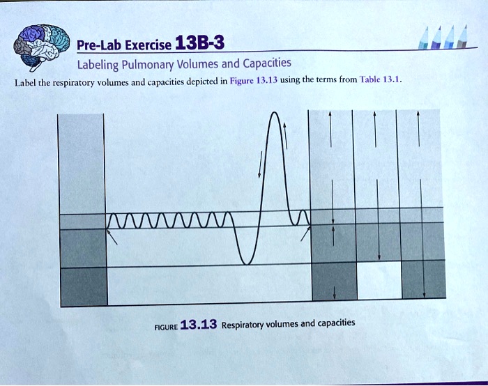 Pre-Lab Exercise 13B-3 Labeling Pulmonary Volumes and Capacities Label ...
