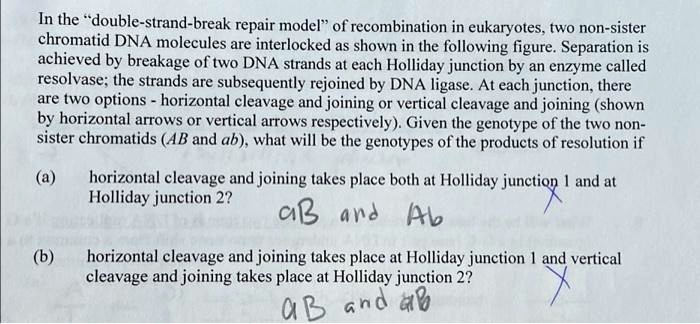 In the "double-strand-break repair model" of recombination in ...