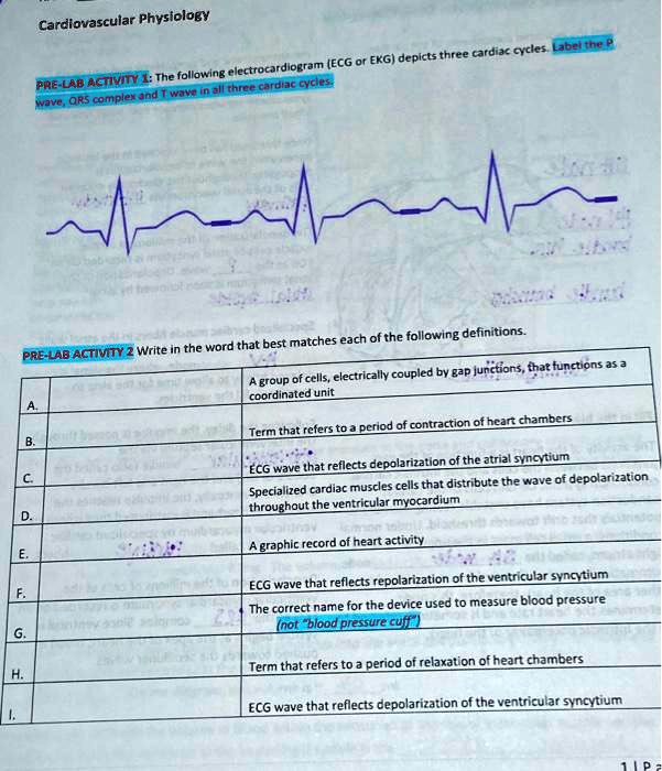 SOLVED: Cardiovascular Physiology PRE-LAB ACTIVITY The following ...