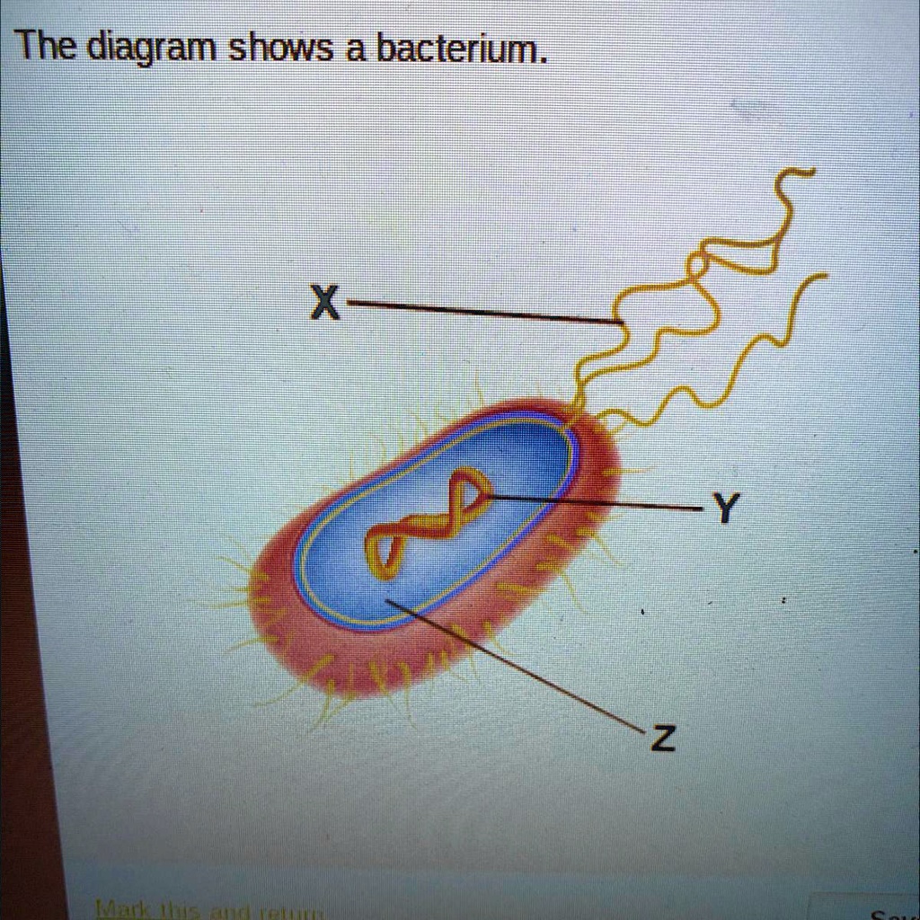 VIDEO solution: 'the diagram shows a bacterium. Which labels best ...