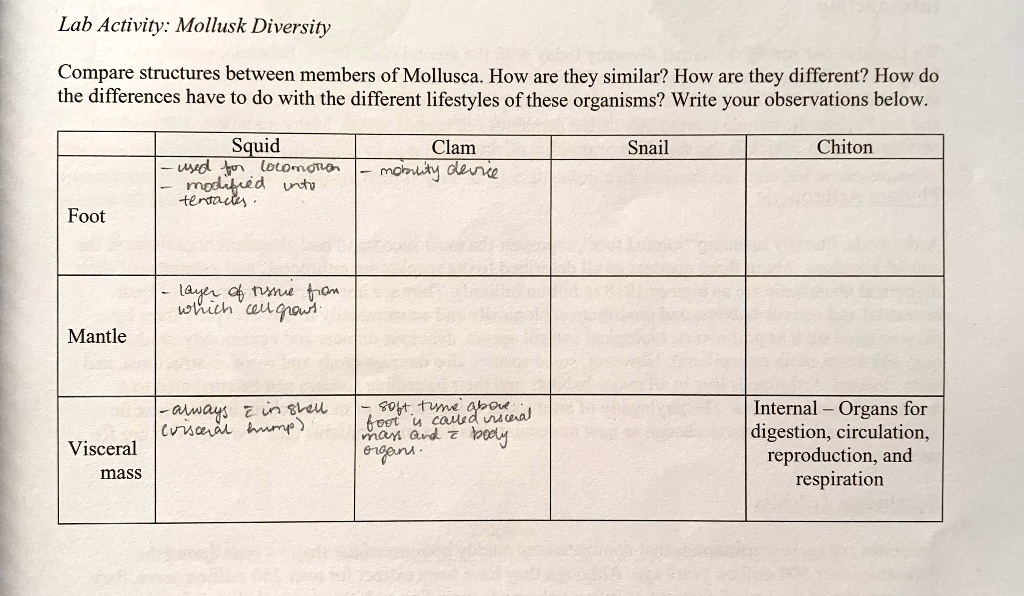 lab activity mollusk diversity compare structures between members of ...