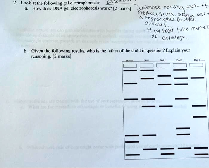 SOLVED:Look at the following gel electrophoresis: Wnc How does DNA gel ...