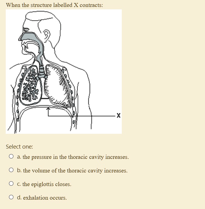 When the structure labelled X contracts: Select one: a. the pressure in ...