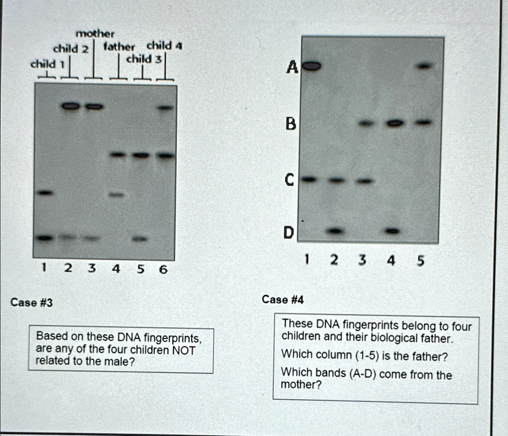 case 3 based on these dna fingerprints are any of the four children not ...