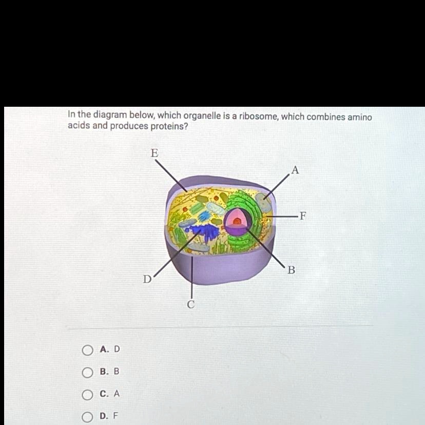 [GET ANSWER] In the diagram below, which organelle is a ribosome, which combines amino acids and ...