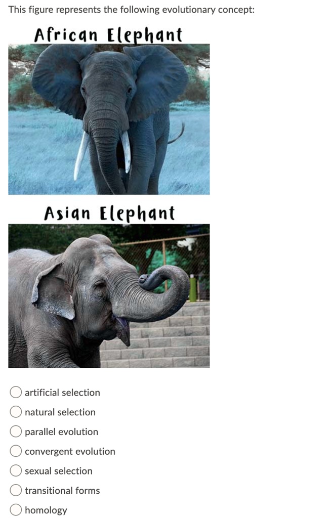 SOLVED: This figure represents the following evolutionary concept ...