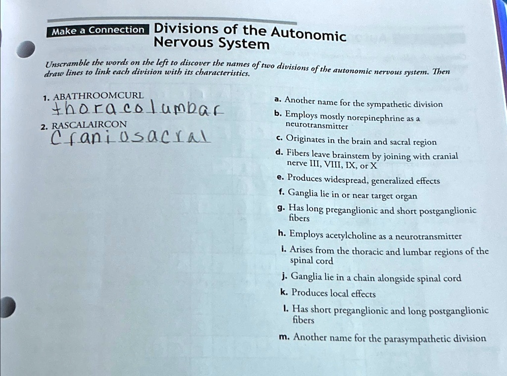 Make a Connection Divisions of the Autonomic Nervous System Unscramble ...