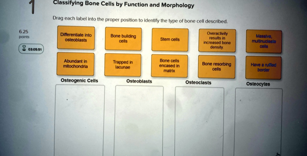 1 6.25 points Classifying Bone Cells by Function and Morphology Drag each label into the proper ...