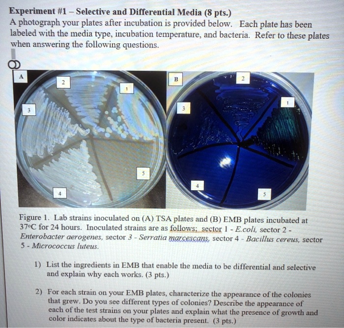 experiment 1 selective and differeutial media 8 pts a photograph your ...