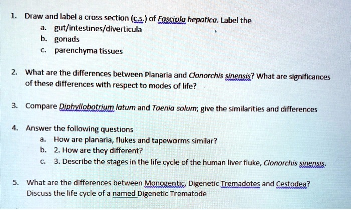 1. Draw and label a cross section (c.s.) of Fasciola...
