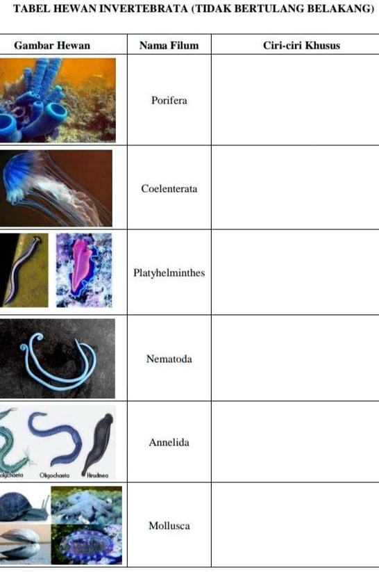 Hewan Invertebrata Pengertian Ciri Filum Contoh Dan Tabel | My XXX Hot Girl