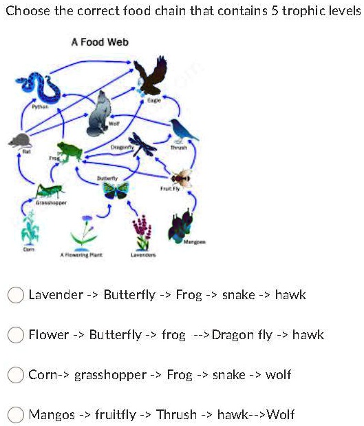 Choose the correct food chain that contains 5 trophic levels A Food Web ...