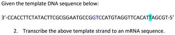 SOLVED: Given the template DNA sequence below: 3 ...
