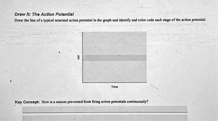 SOLVED: Draw the line and answer the key concept Draw the Action ...