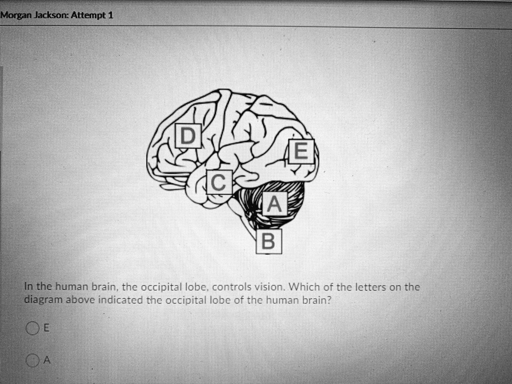 Morgan Jackson: Attempt 1 E C A B In the human brain, the occipital ...