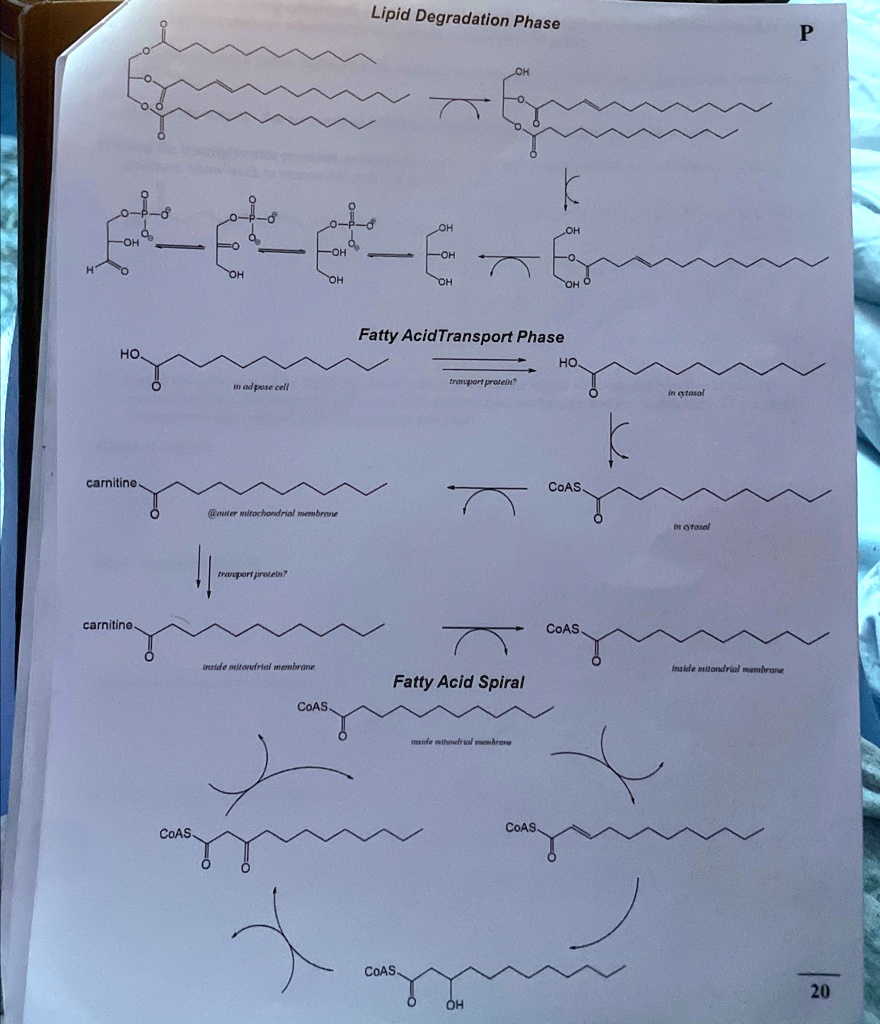lipid degradation phase acid transport phase transport protein fatty ...