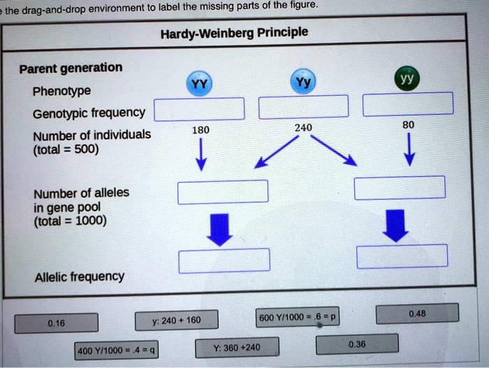 SOLVED: the drag-and-drop environment to label the missing parts = of ...