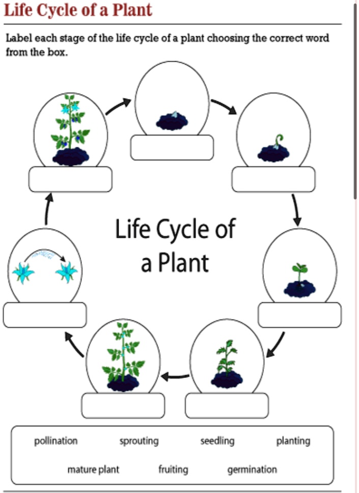 Life Cycle of a Plant Label each stage of the life cycle of a plant ...