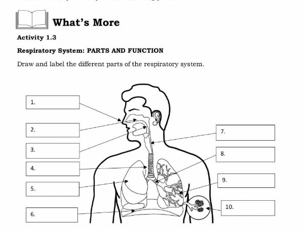 What's More Activity 1.3 Respiratory System: PARTS AND FUNCTION Draw ...