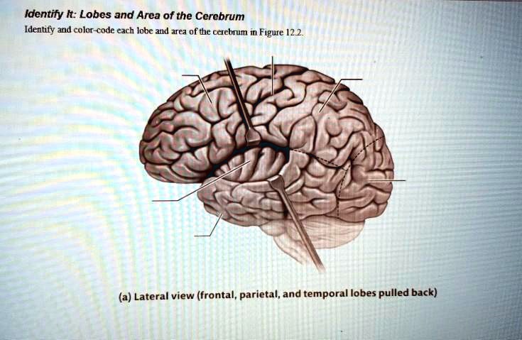 SOLVED: Identify It: Lobes and Area of the Cerebrum Identify and color ...
