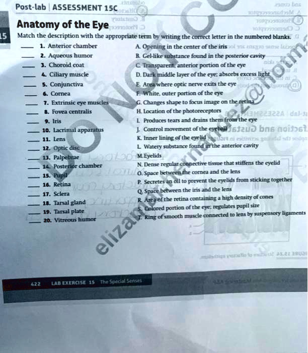 SOLVED: Post-lab Assessment 15C cm bas copaide on Anatomy of the Eye ... SOLVED: Post-lab Assessment 15C cm bas copaide on Anatomy of the Eye ...
