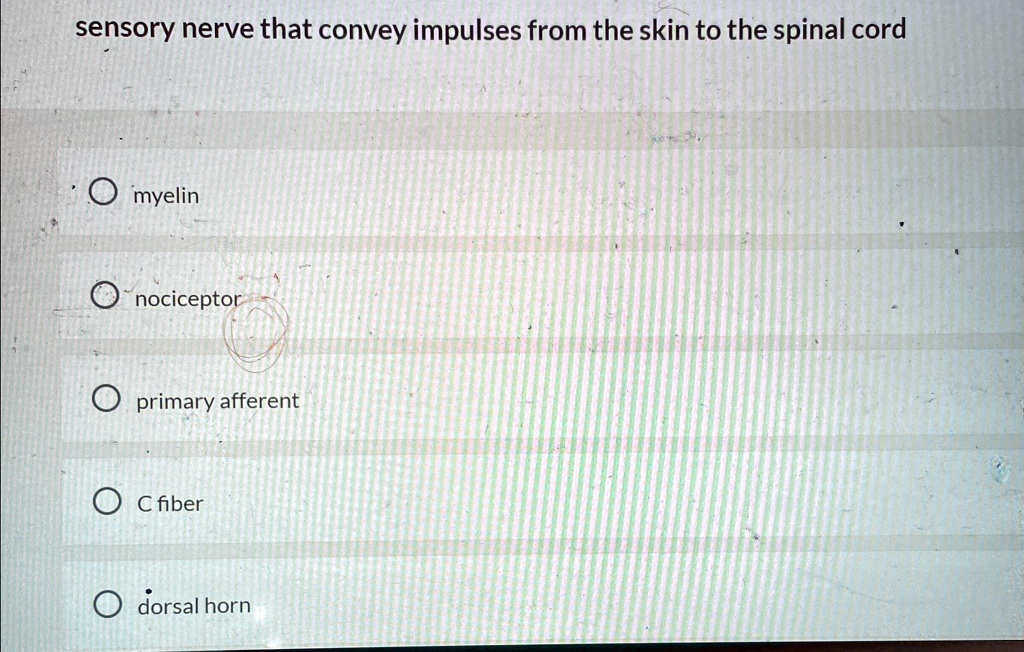 sensory nerve that convey impulses from the skin to the spinal cord ...