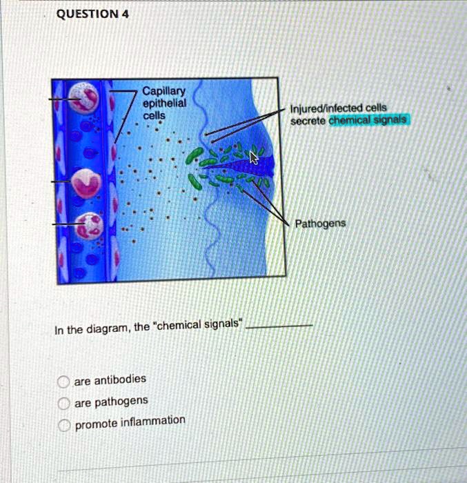 SOLVED: Capillary epithelial cells Injured/infected cells secrete ...