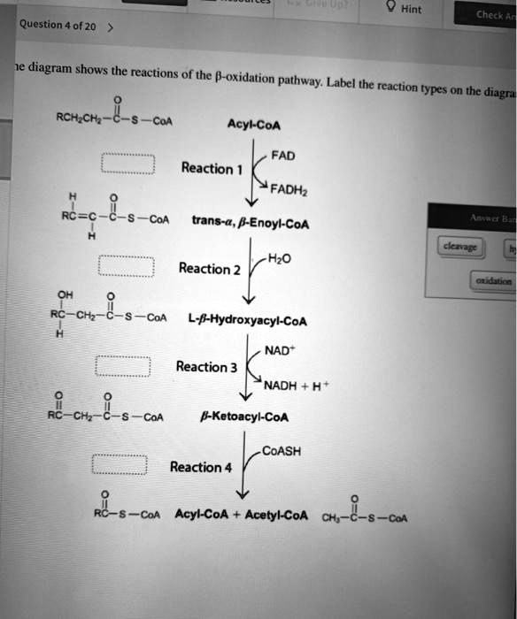SOLVED: Check Ar Question 4 0f20 diagram shows the reactions of the p ...