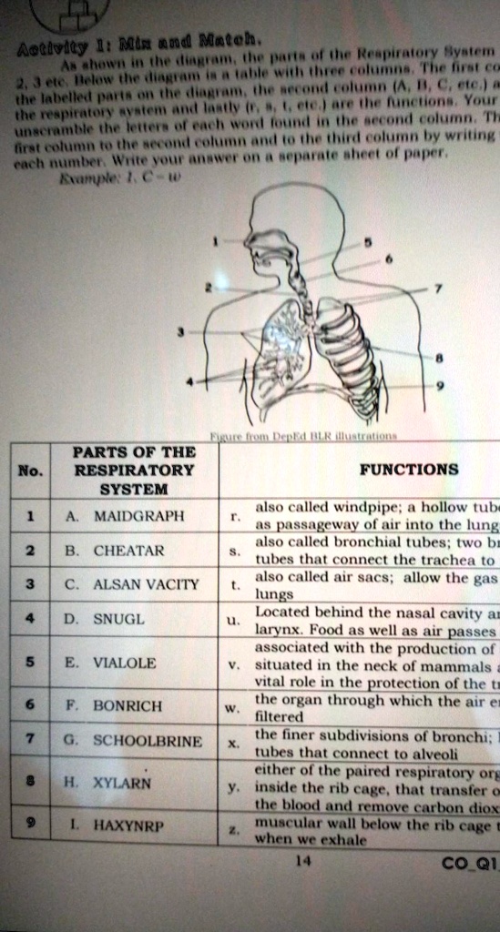 mix and match as shown in the diagram the parts of the respiratory system are labelled 1 2 3 etc ...