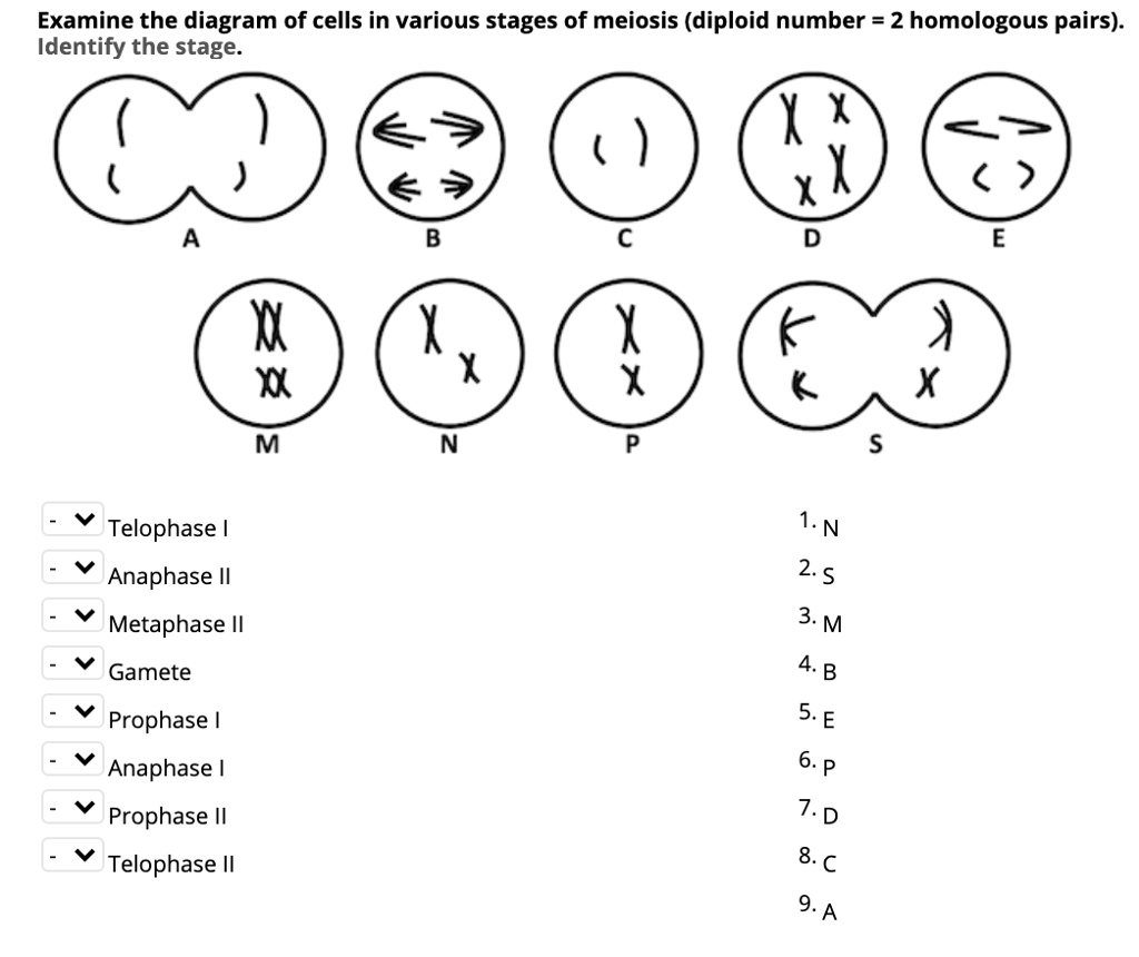 SOLVED: Examine the diagram of cells in various stages of meiosis ...