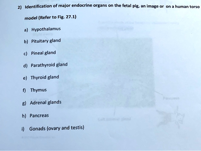 identification of major endocrine organs on the fetal pig an image or ...