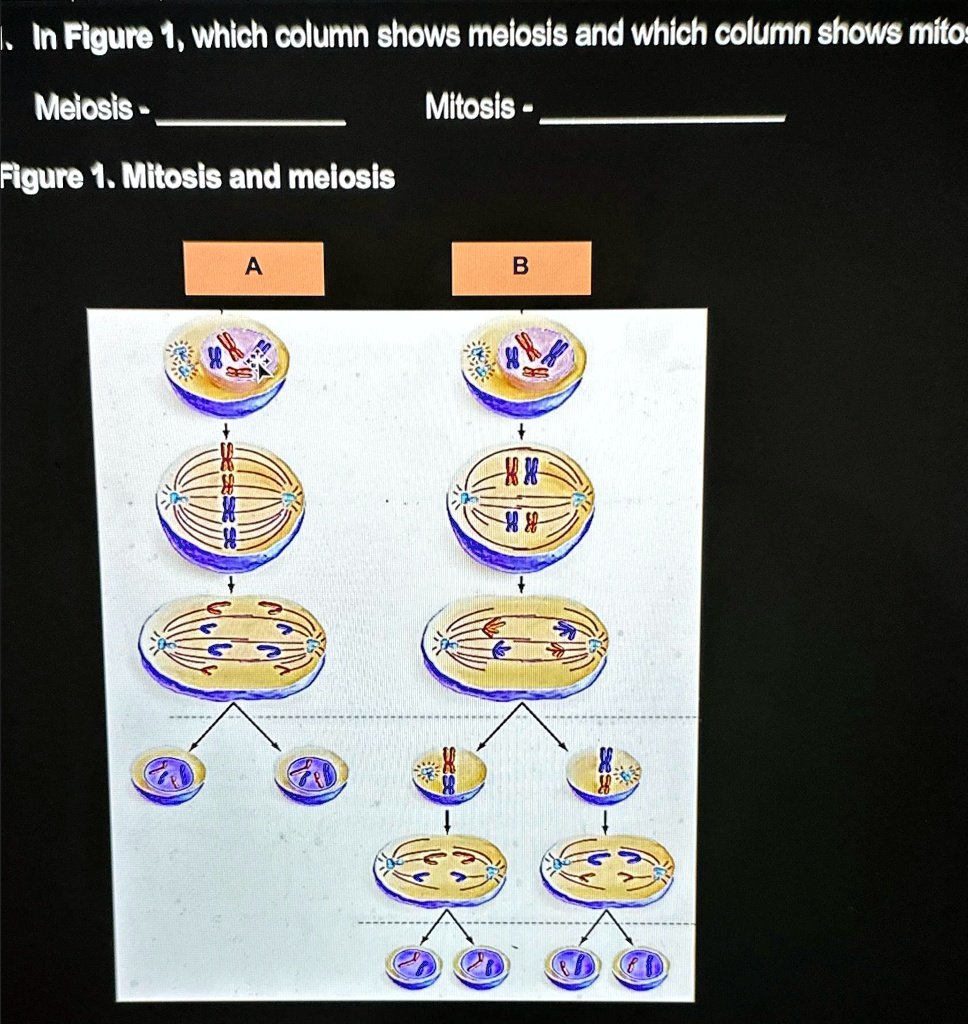 SOLVED: In Figure 1, which column shows meiosis and which column shows ...