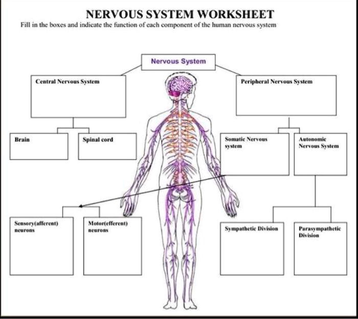NERVOUS SYSTEM WORKSHEET Fill in the boxes and indicate the function of ...