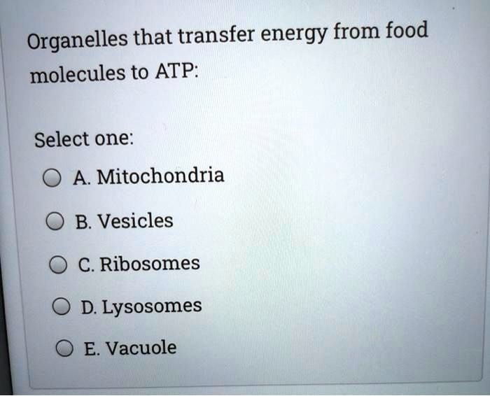 Organelles that transfer energy from food molecules to...