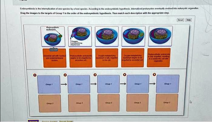 Endosymbiosis is the internalization of one species by a host species. According to the ...