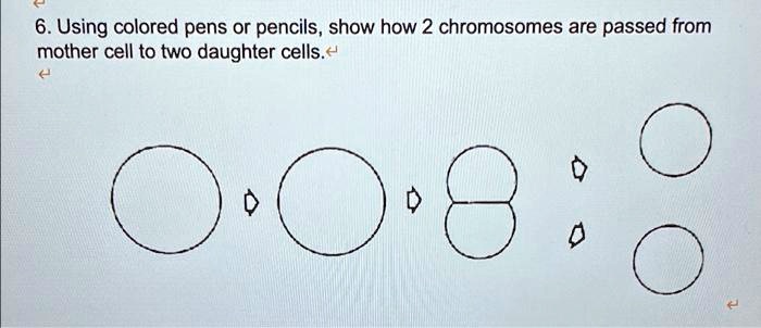 6. Using colored pens or pencils, show how 2 chromosomes are passed from mother cell to two ...