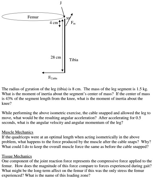 Femur J 30 4 cm Fm 28 cm Tibia Fcable The radius of gyration of the leg ...