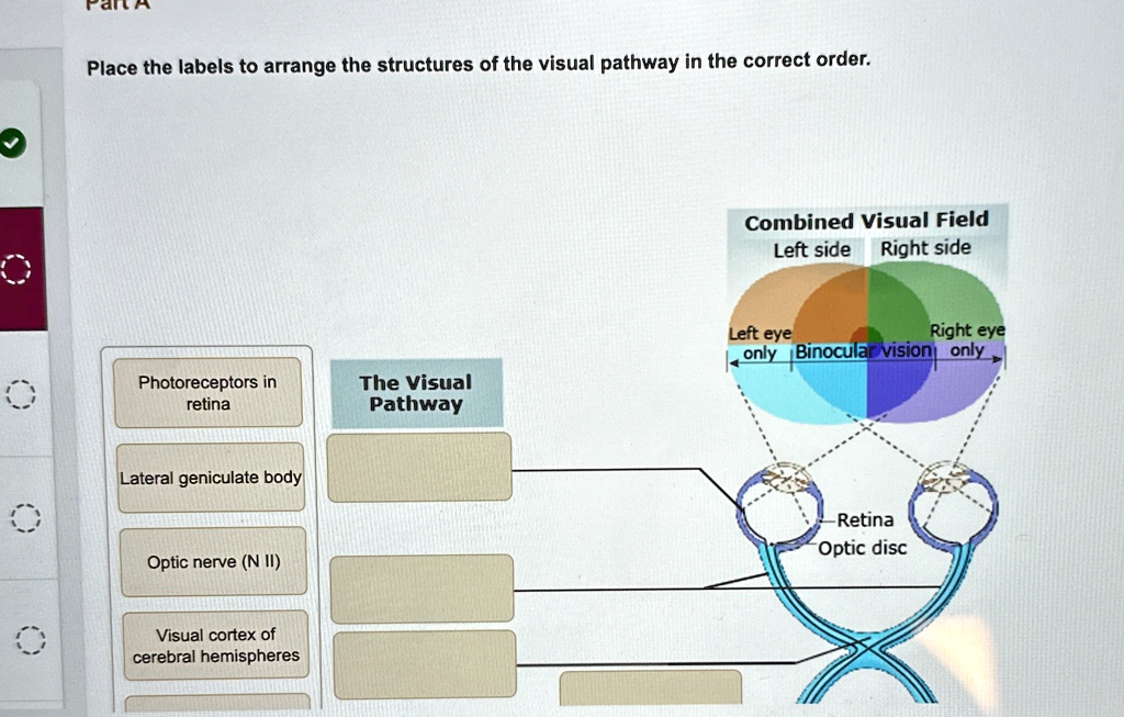 Part A Place the labels to arrange the structures of the visual pathway in the correct order ...
