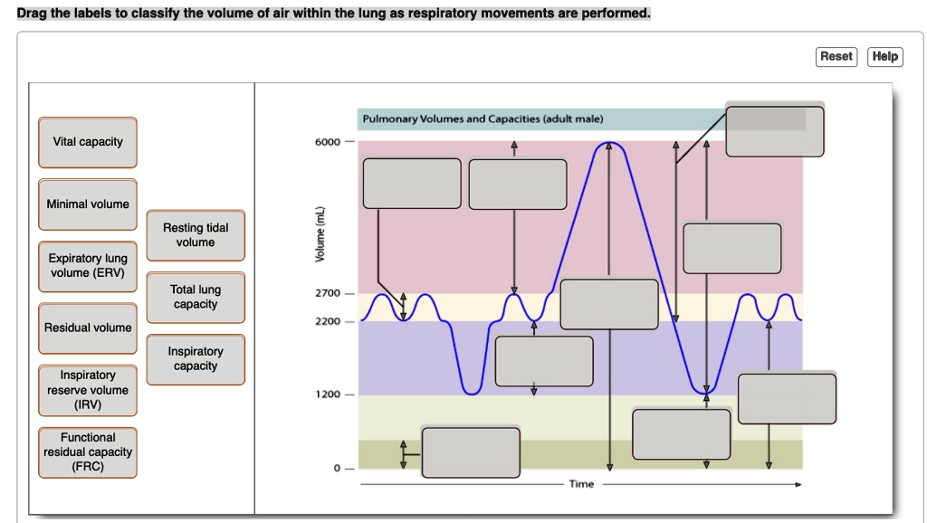Drag the labels to classify the volume of air within the lung as ...