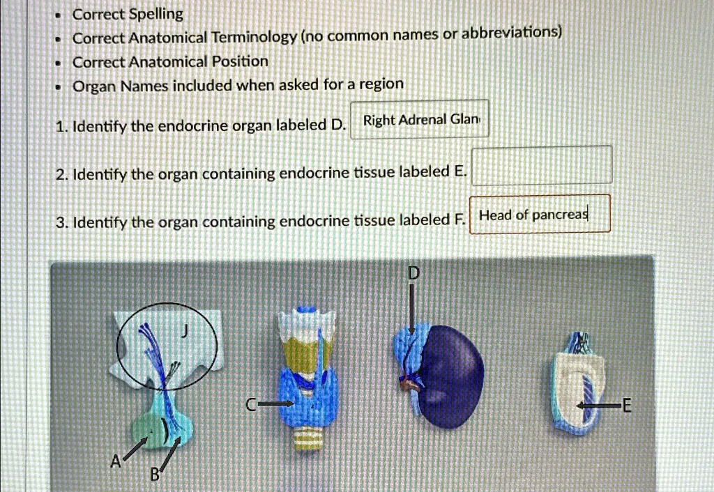 correct spelling correct anatomical terminology no common names or ...
