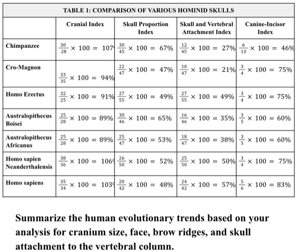 table i comparison of various hominid skulls cranial index skull ...