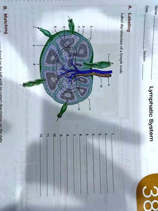 Solved Labeling Label The Structure Of A Lymph Node B Matching A Labeling Date Name Label