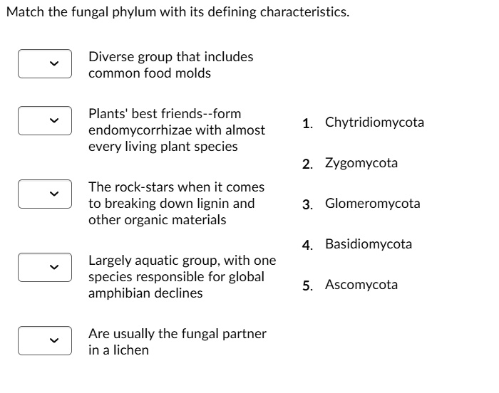 SOLVED: Match the fungal phylum with its defining characteristics ...