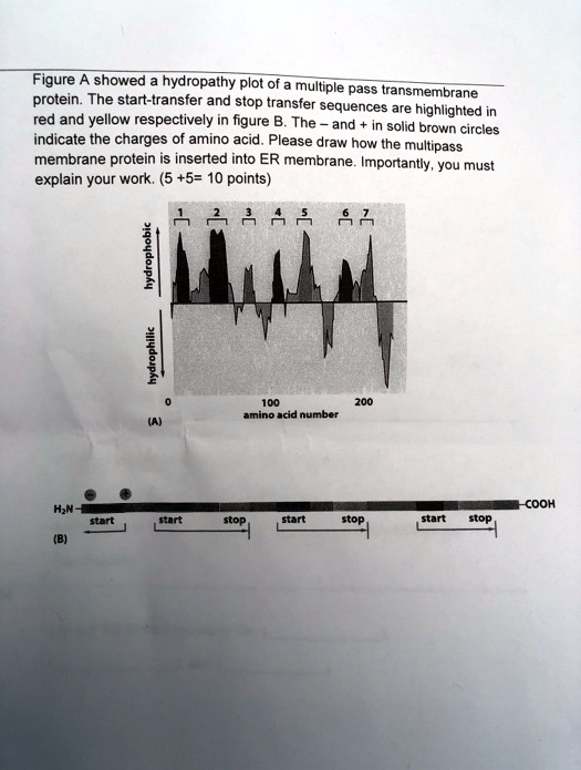 SOLVED: Figure showed hydropathy plot of multiple pass protein: transmembrane The start-transfer ...