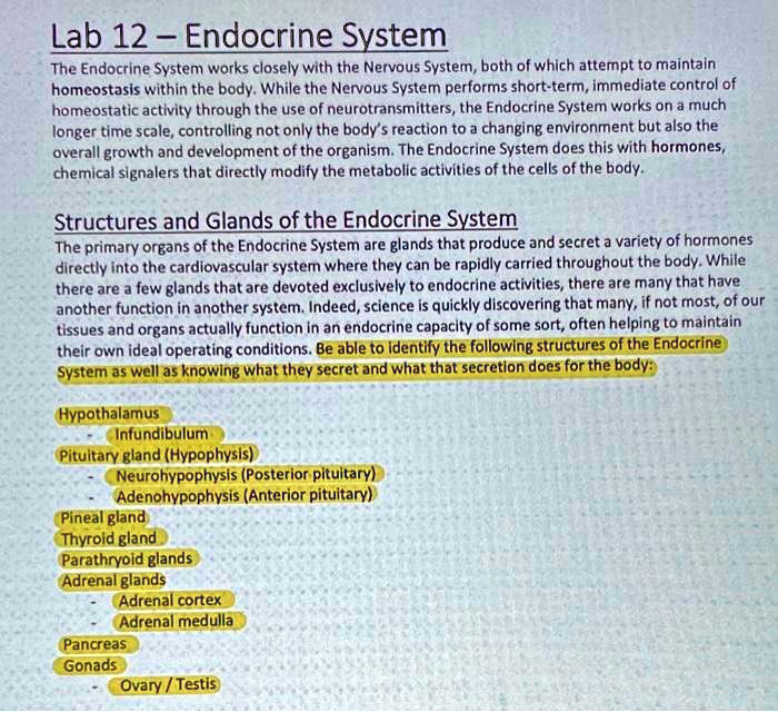 SOLVED: Lab 12 - Endocrine System The Endocrine System works closely ...